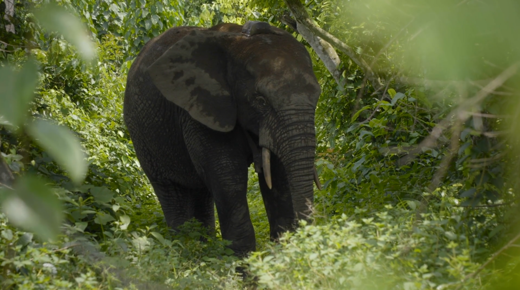 Protecting Forest Elephants - The Like Minded